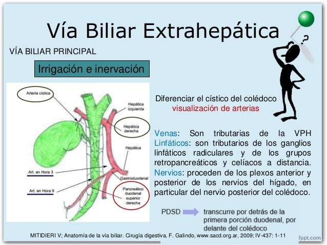 vías biliares ANATOMÍA Y FISIOLOGÍA (GASTROENTEROLOGIA)