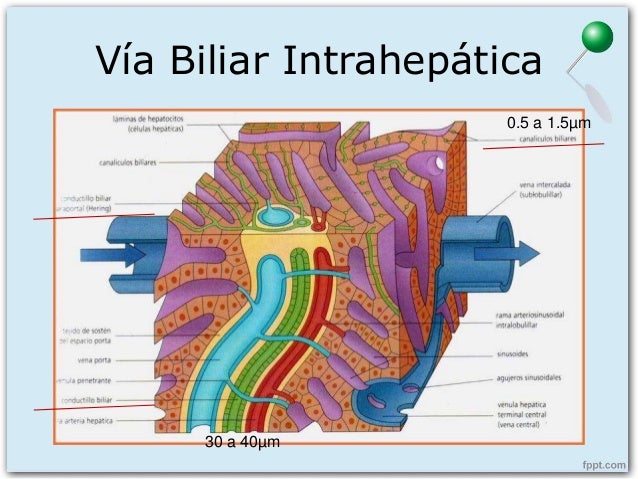 vías biliares ANATOMÍA Y FISIOLOGÍA (GASTROENTEROLOGIA)