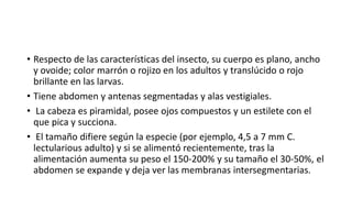 Picaduras de insectos. | PPTX