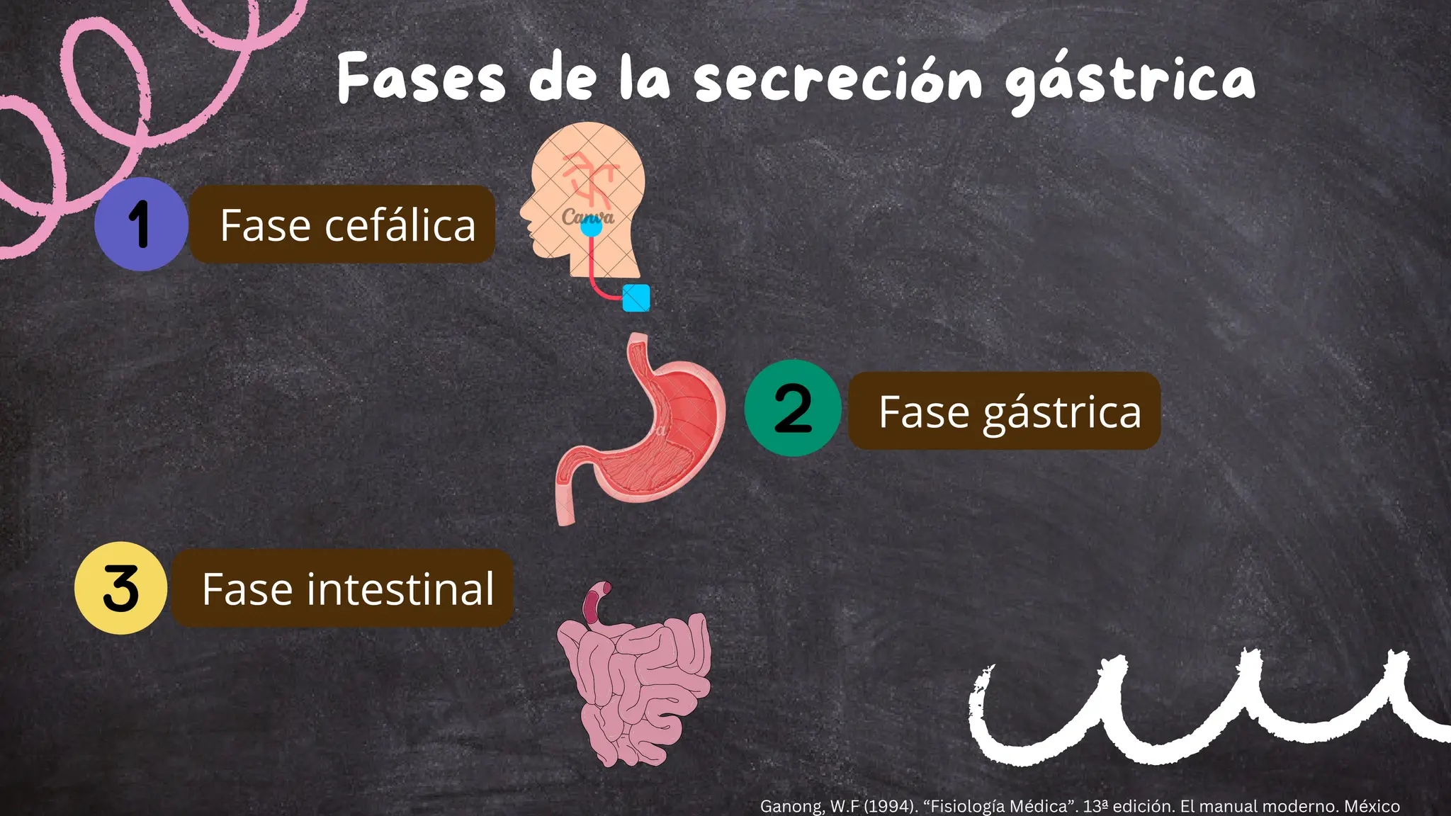 Esfinter Esofagico Inferior Anatomia Humana | PDF