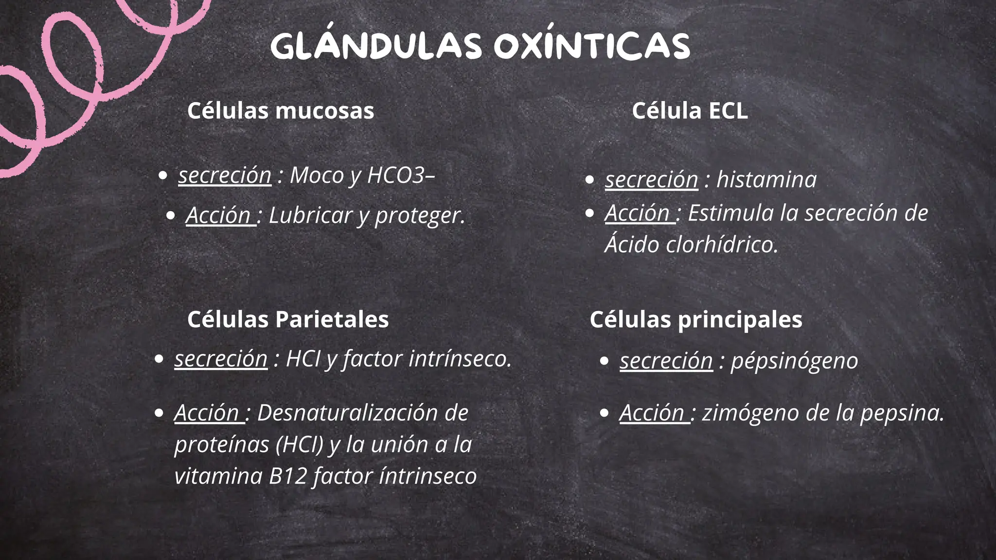 Esfinter Esofagico Inferior Anatomia Humana | PDF