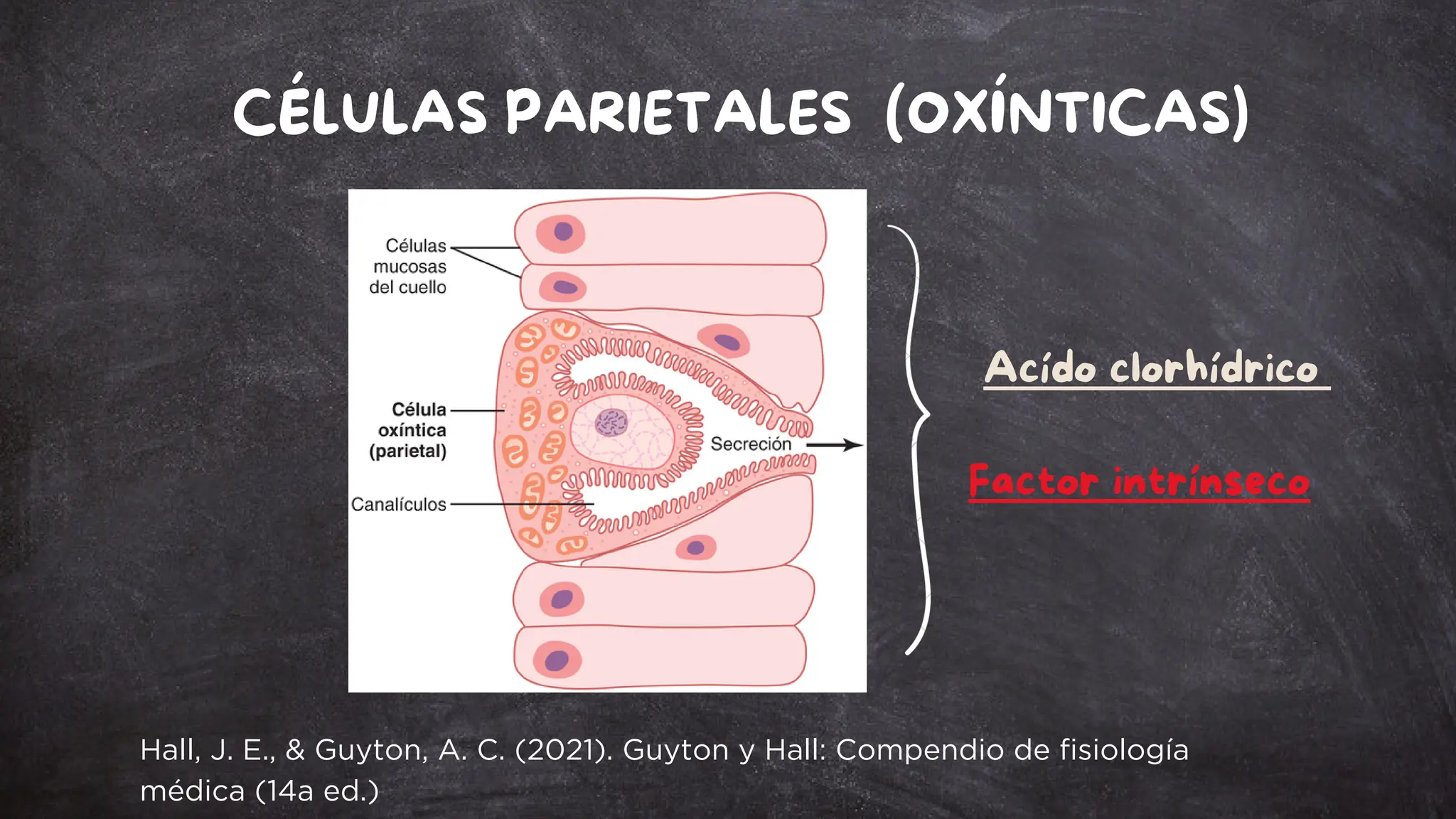 Esfinter Esofagico Inferior Anatomia Humana | PDF