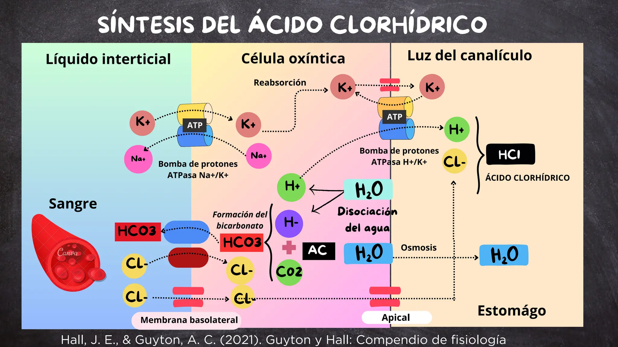 Esfinter Esofagico Inferior Anatomia Humana | PDF