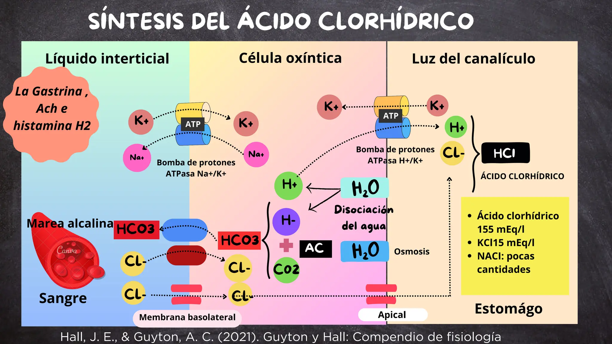 Esfinter Esofagico Inferior Anatomia Humana | PDF