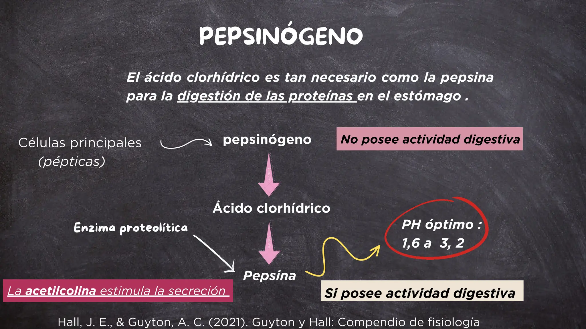 Esfinter Esofagico Inferior Anatomia Humana | PDF