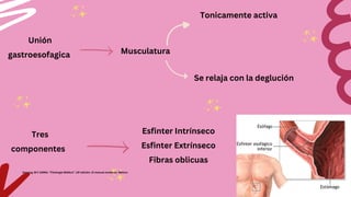 Esfinter Esofagico Inferior Anatomia Humana | PDF