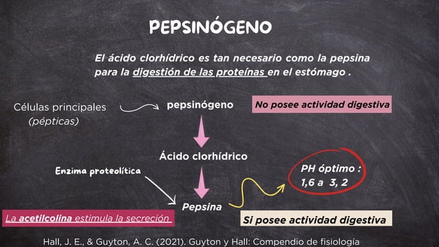 Esfinter Esofagico Inferior Anatomia Humana | PDF