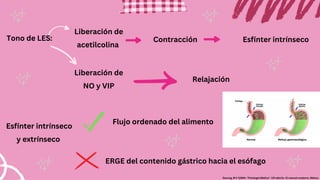 Esfinter Esofagico Inferior Anatomia Humana | PDF