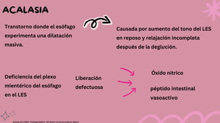 Esfinter Esofagico Inferior Anatomia Humana | PDF