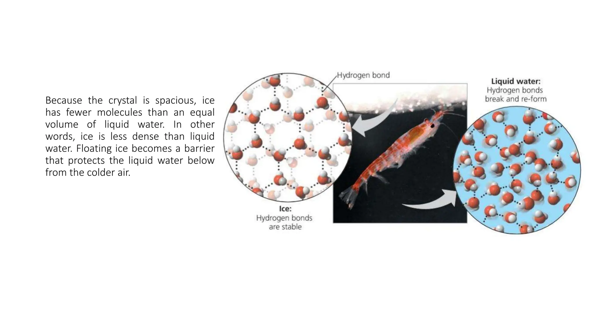 Water in biology ......................... | PPT