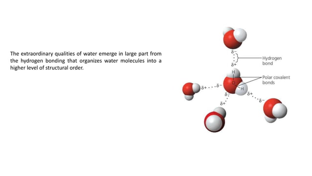 Water in biology ......................... | PPT