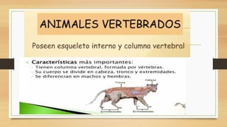 Presentación. Los Animales vertebrados | PPTX