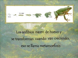 PresentacióN Anfibios | PPT