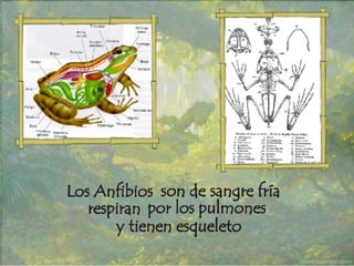 PresentacióN Anfibios | PPT