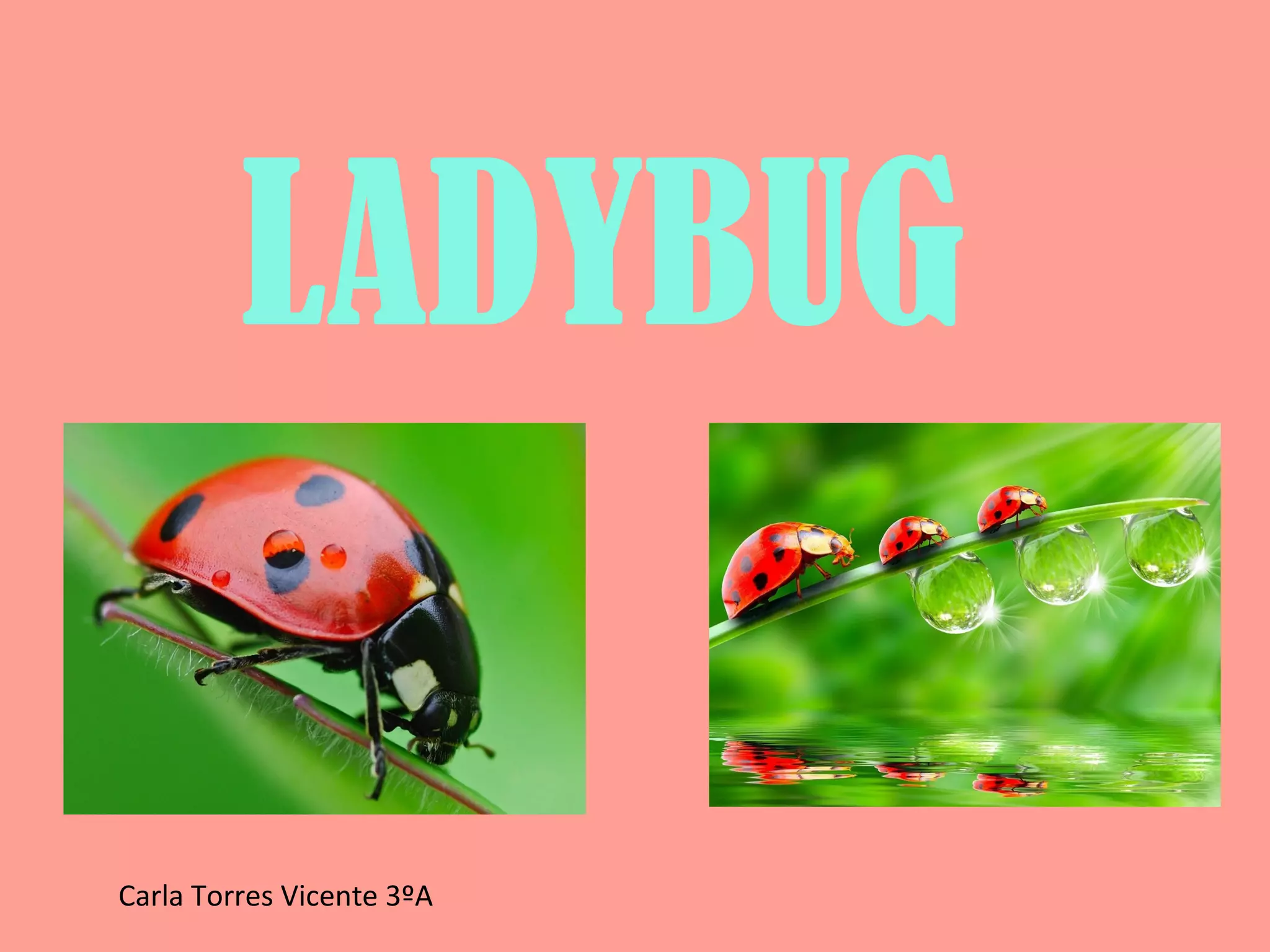 Presentación carla-torres | PPT