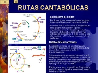 Presentación catabolismo | PPT