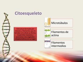 Citoesqueleto - Biología | PPTX