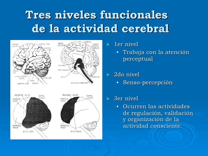 Presentacion de A.R. Luria