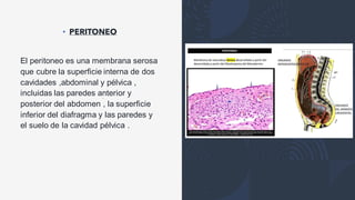 Presentación - Grupo 3 - Peritoneo, intestino, estómago (1).pdf