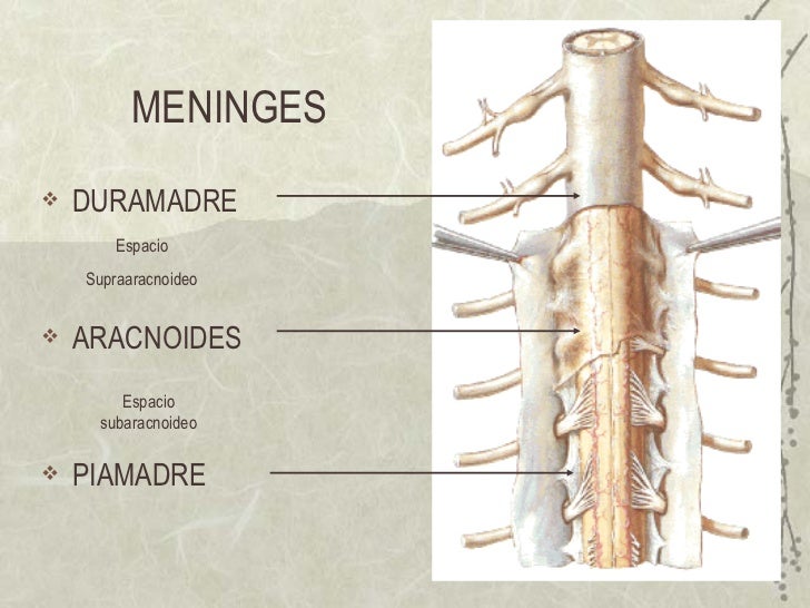 Presentación Medula Espinal