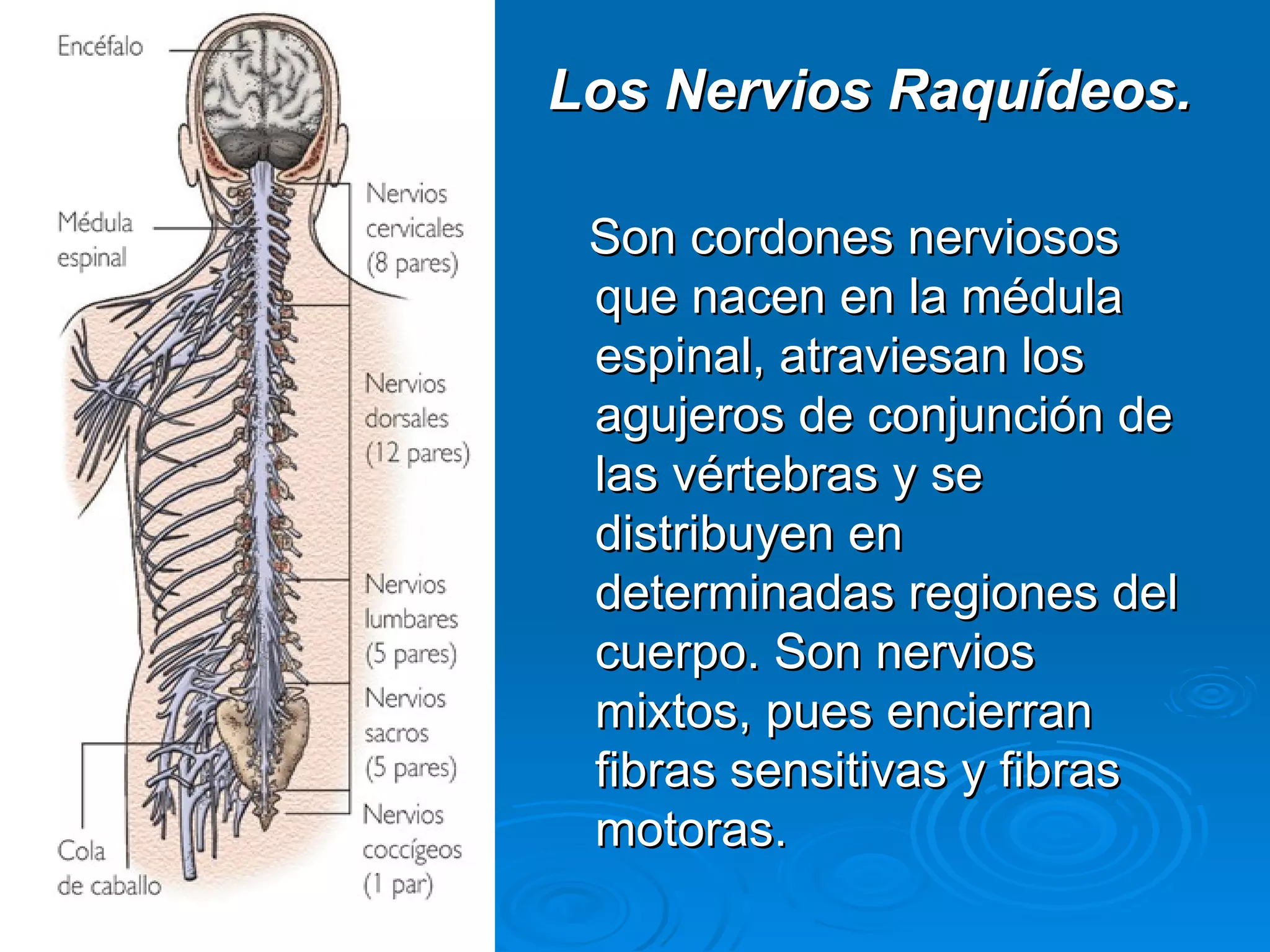 PresentacióN. Nervios Craneales Y RaquíDeos | PPT