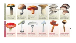 Presentación - REYNO FUNGI GEORGE H.pptx
