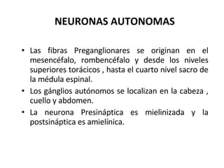 PresentacióN Sistema Nervioso AutóNomo | PPT