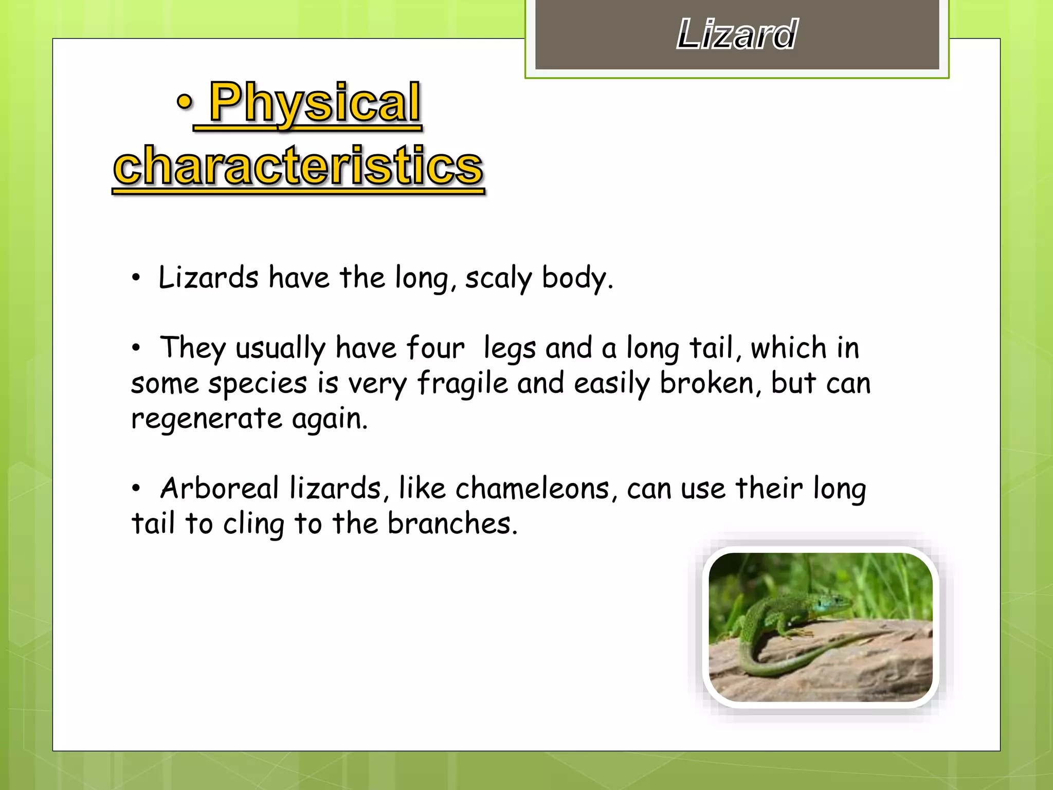 Lizards by Sofía. | PPT