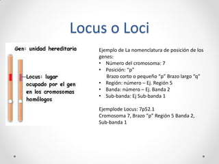 Genética Conceptos básicos | PDF
