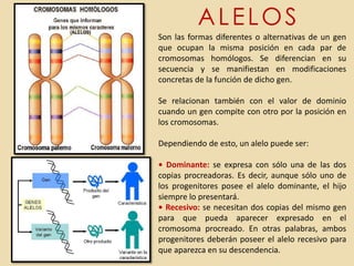 Mecanismos Celulares de la Herencia | PPTX | Biological Sciences | Science