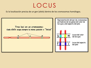 Mecanismos Celulares de la Herencia | PPTX | Biological Sciences | Science