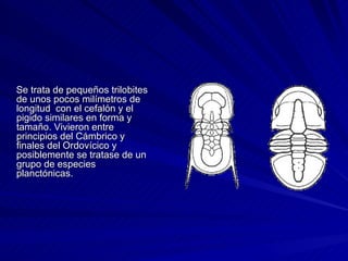 PresentacióN Trilobite | PPT