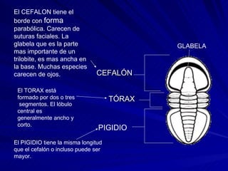 PresentacióN Trilobite | PPT