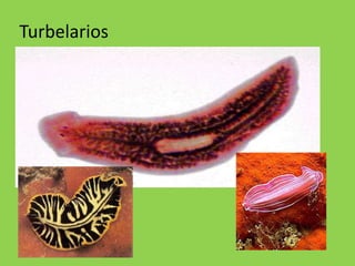 Platelmintos | PPTX