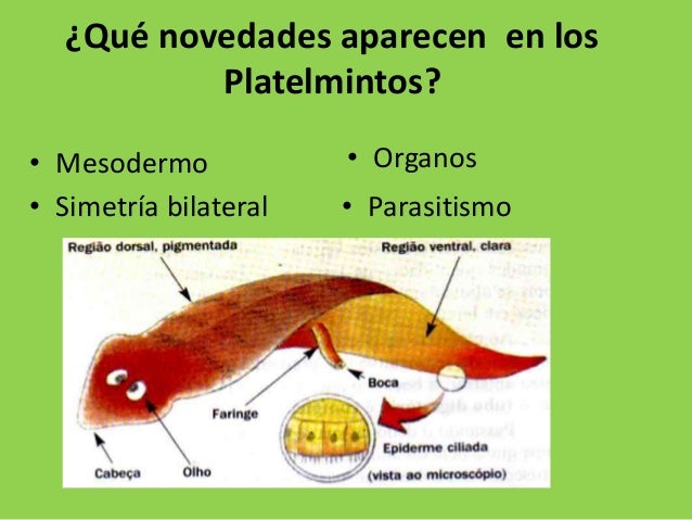 Platelmintos