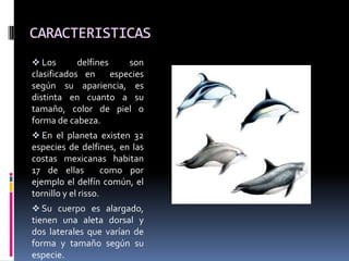 LOS DELFINES | PPTX