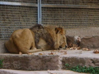 Els animals vertebrats | PPT