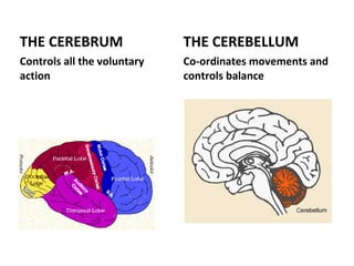 Nervous system | PPT