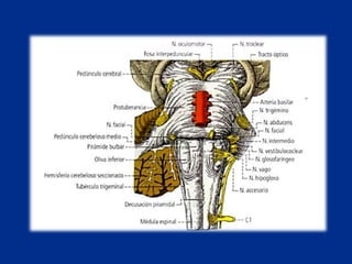 bulbo raquideo y protuberancia anular | PPT
