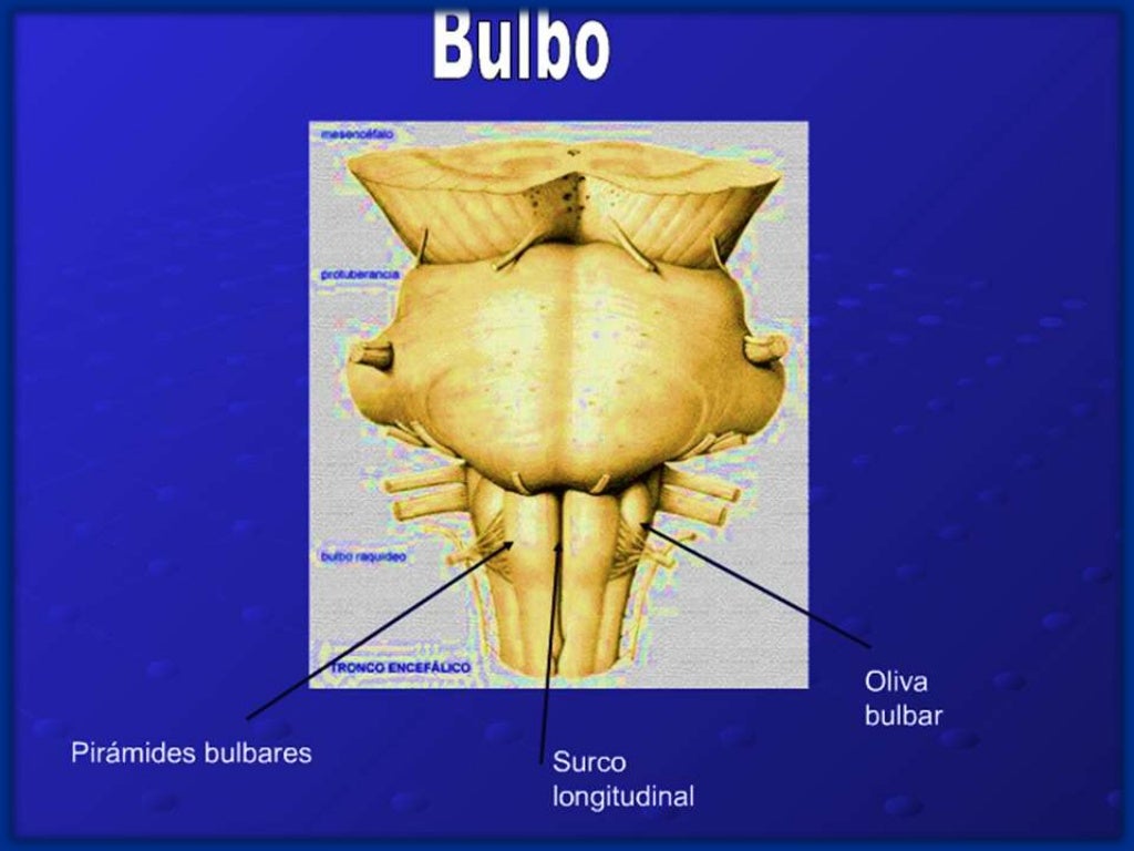 bulbo raquideo y protuberancia anular