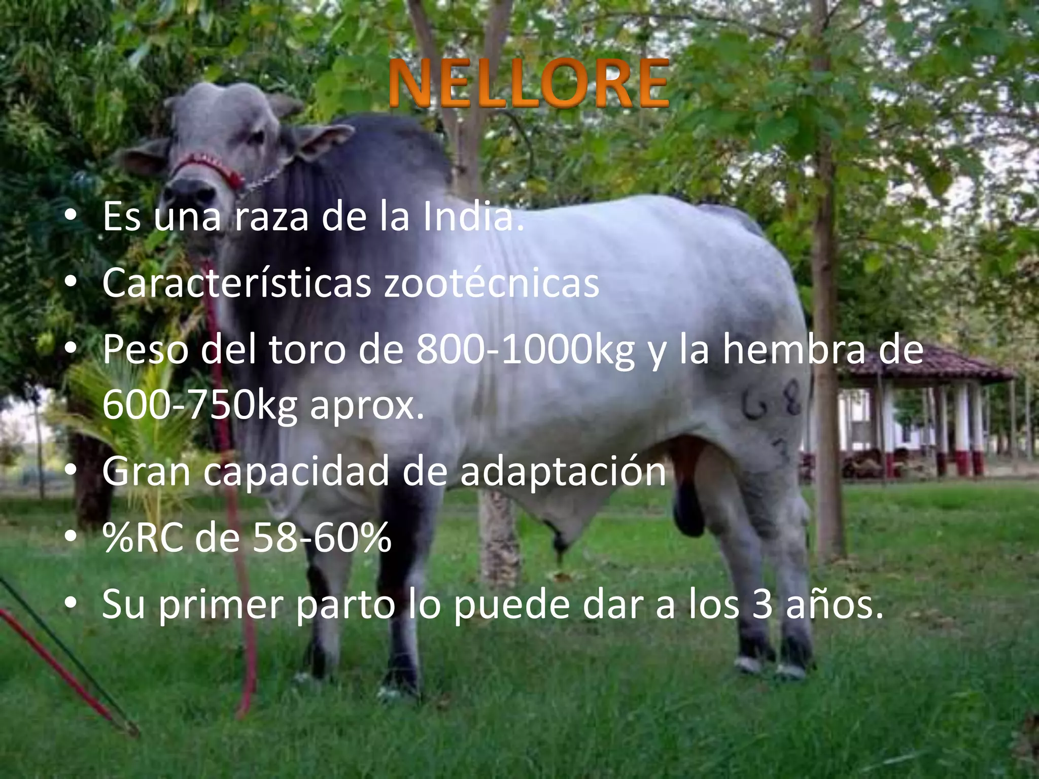 Razas Bos Indicus y Bos taurus | PPTX
