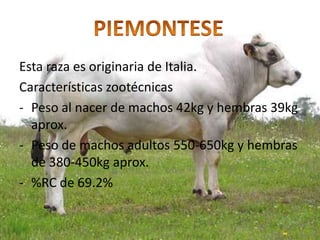 Razas Bos Indicus y Bos taurus | PPTX