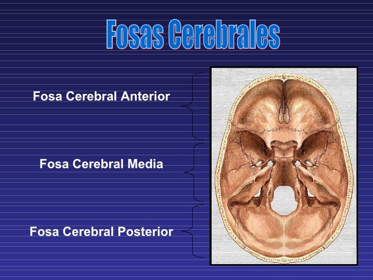 Generalidades del Cráneo