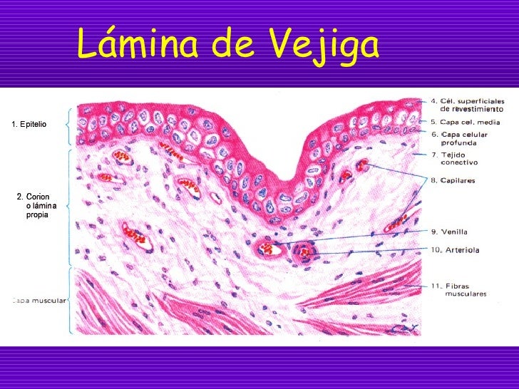 Resumen del parcail práctico de histología