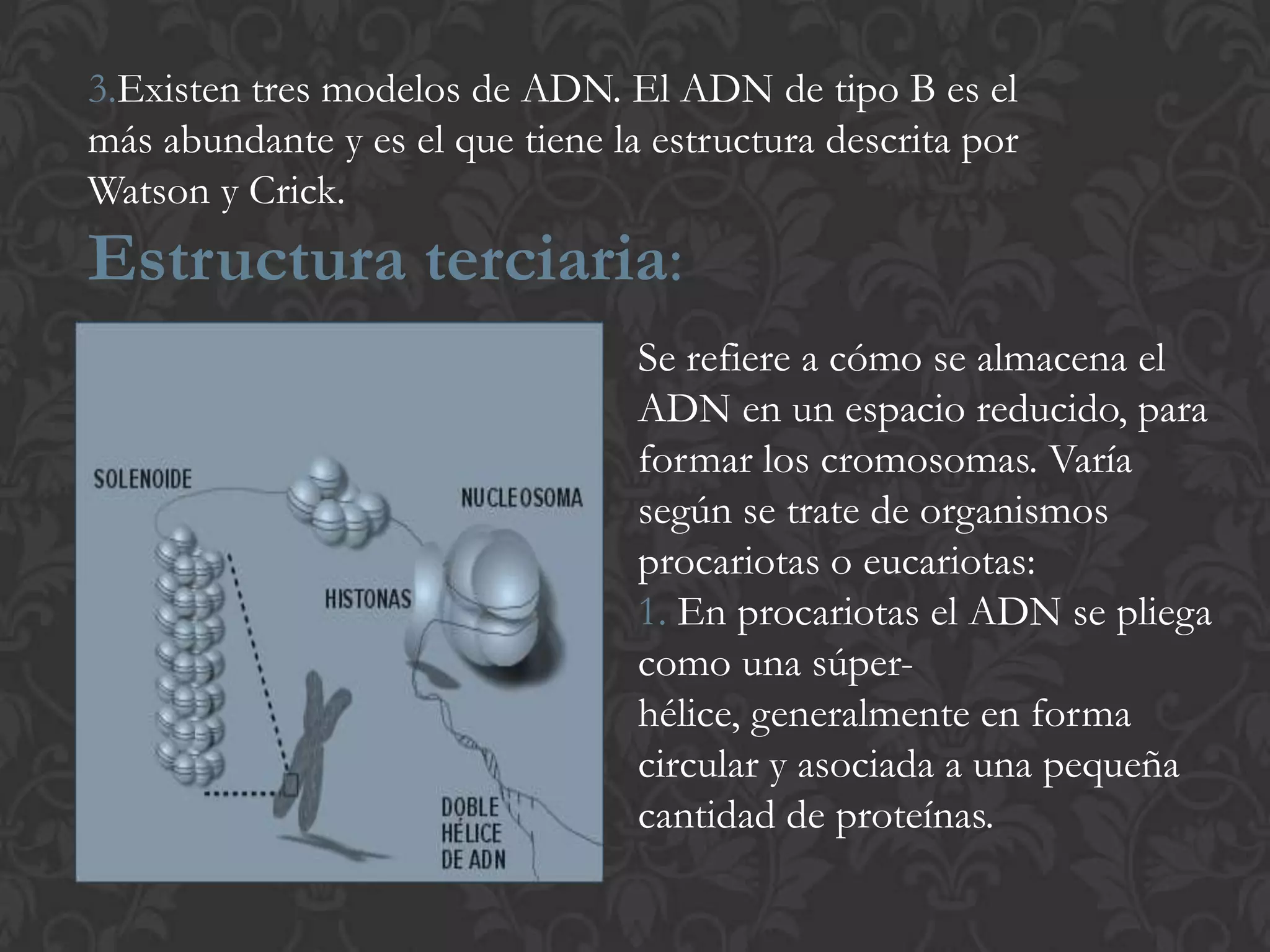 EL ADN | PPTX
