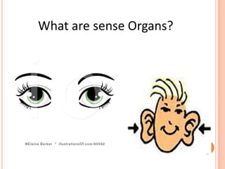 Sense Organs | PPT