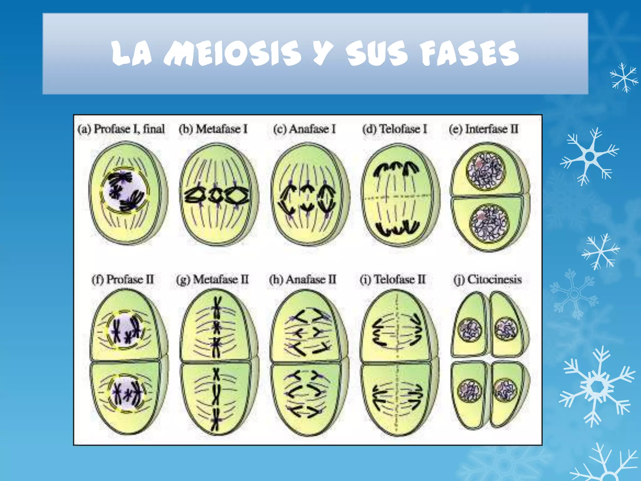 MITOSIS Y MEIOSIS | PPTX