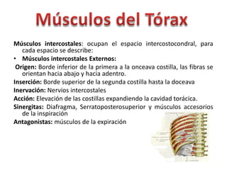 Caja Torácica | PPTX
