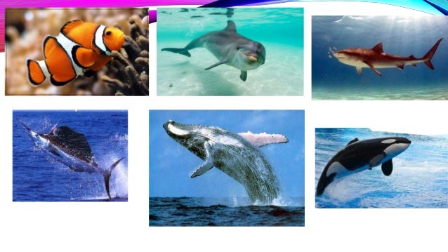 Los animales acuaticos