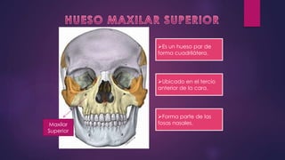 Hueso maxilar | PPTX